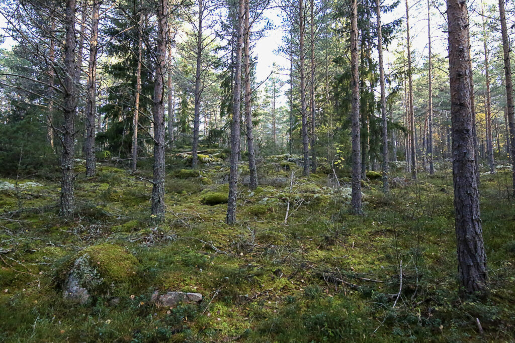 Korkea Nakolinnanmäki oli aikoinaan hyvä puolustuspaikka - Jälkipeli.net